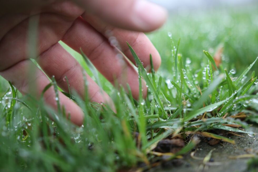 Top 7 Best Types Of Grass You Can Install For Your Lawn